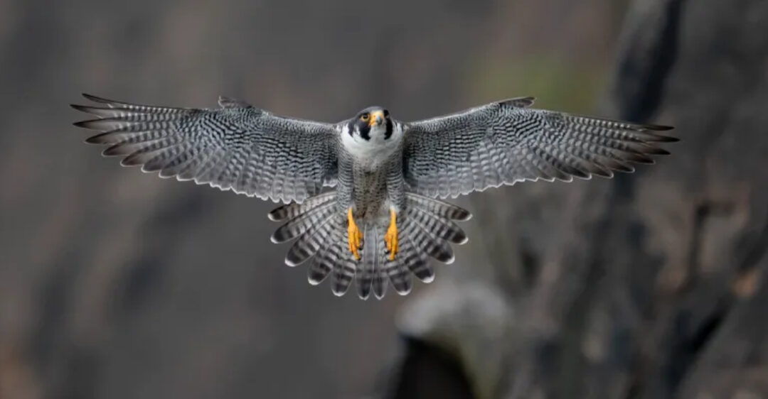 The Top 16 Fastest Birds In The U.S. (And Where You Can Find Them)