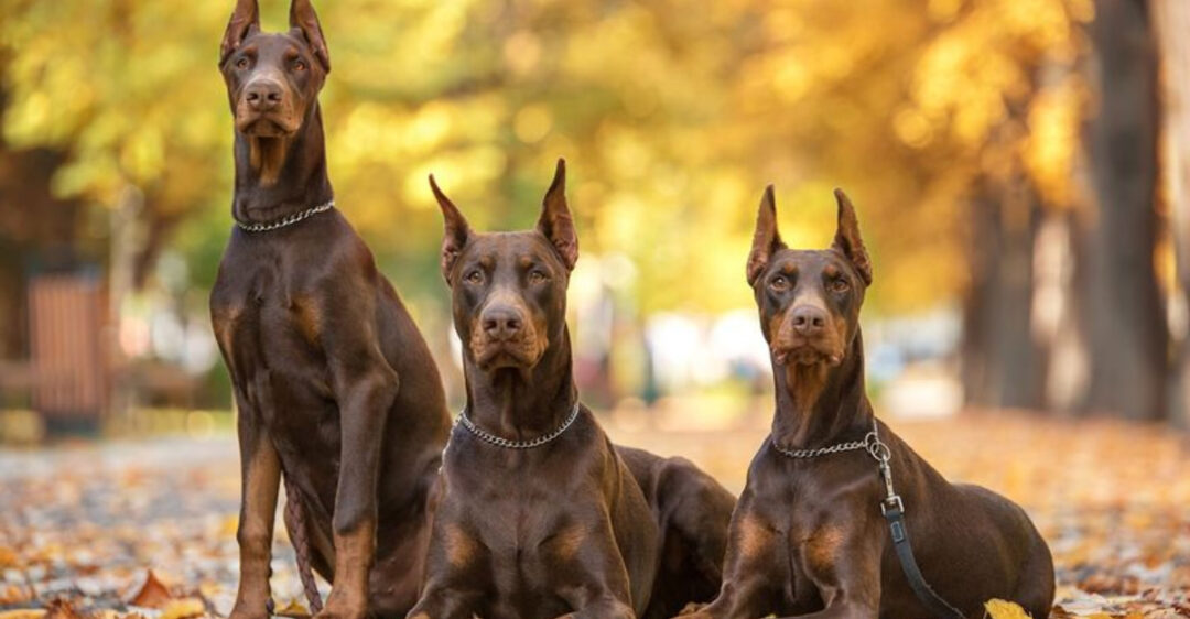 The Top Guard Dog In America Isn't A Doberman! Check Out The Top 22 ...