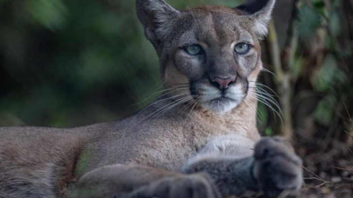15 Independent Animals That Travel And Live Alone