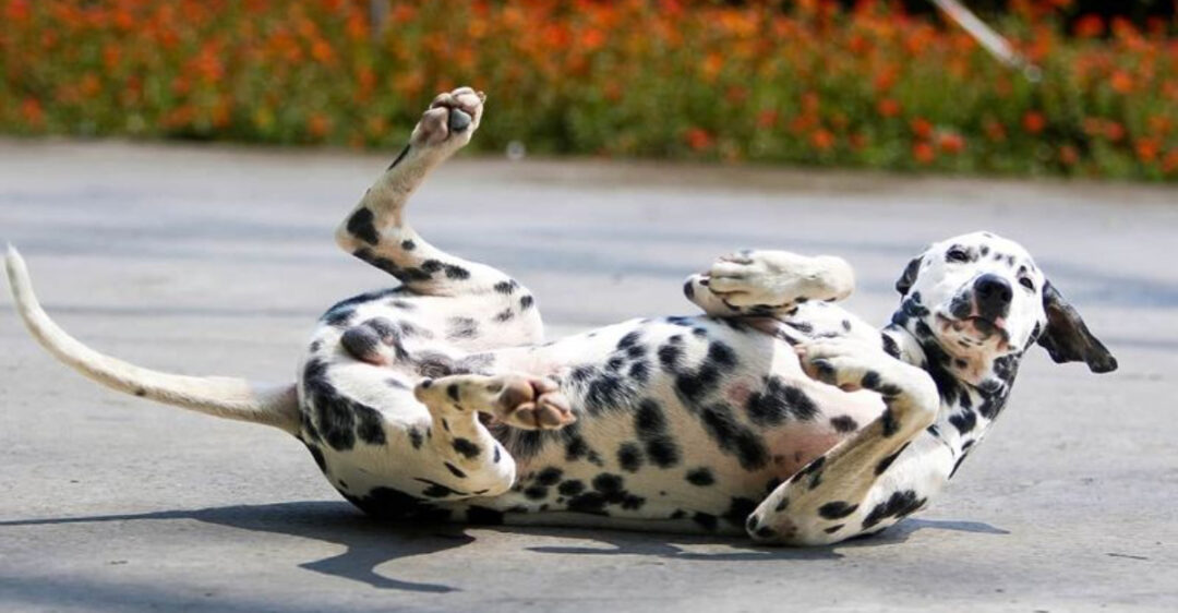 15 Best House Dog Breeds (And 5 Worst Breeds For Home Living)