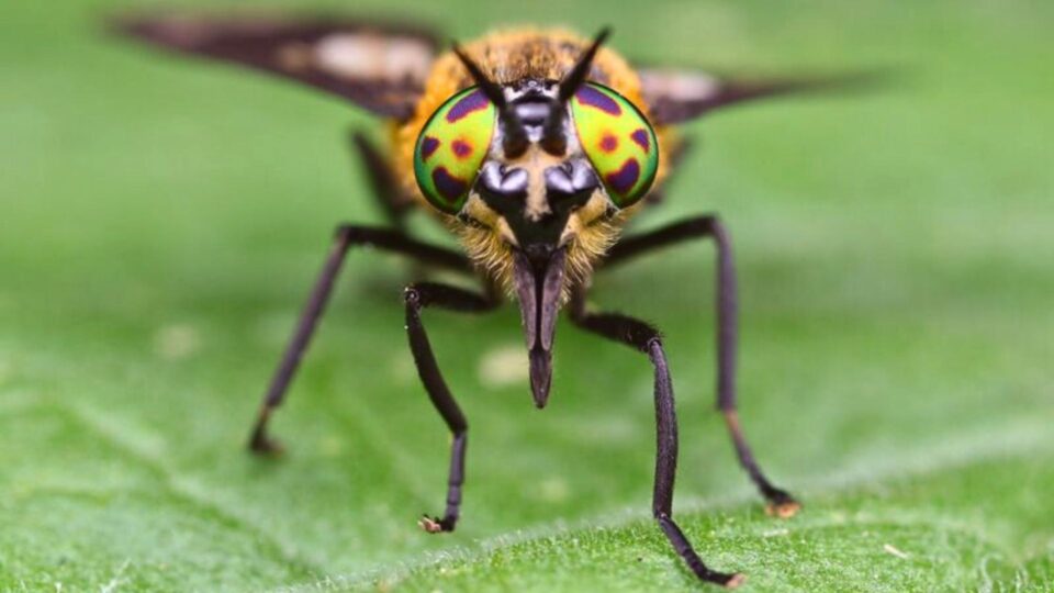 These Are The 12 Most Dangerous Insects In The U.S.