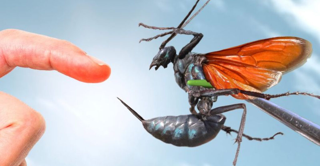 These Are The 13 Most Dangerous Insects In The U.S. – Animalko