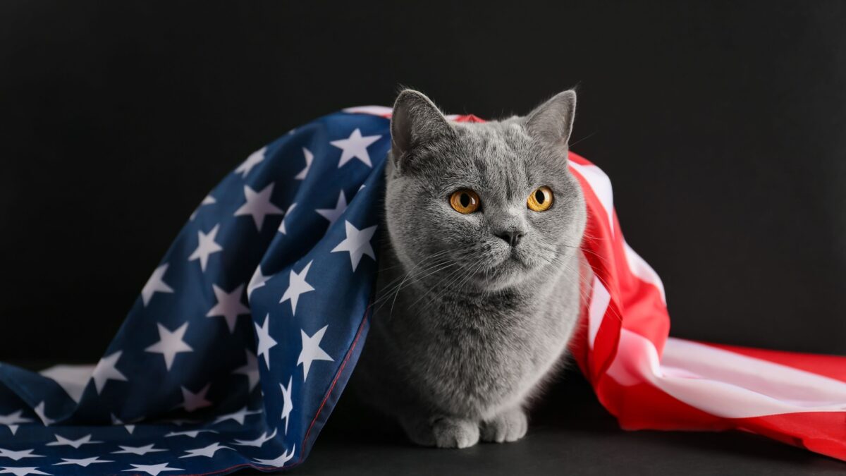 These Are The 80+ Most Popular Cat Names In The US, According To A New ...