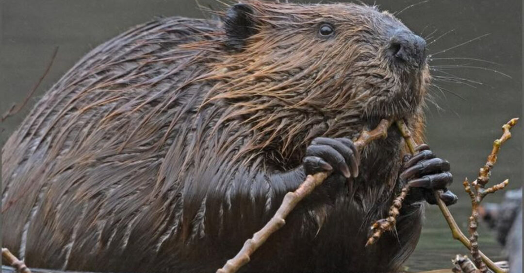 These Are The Biggest Beavers Ever Seen In The United States