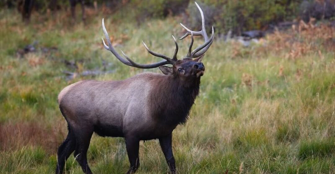 These Are The Biggest Elk Ever Recorded In The U.S.