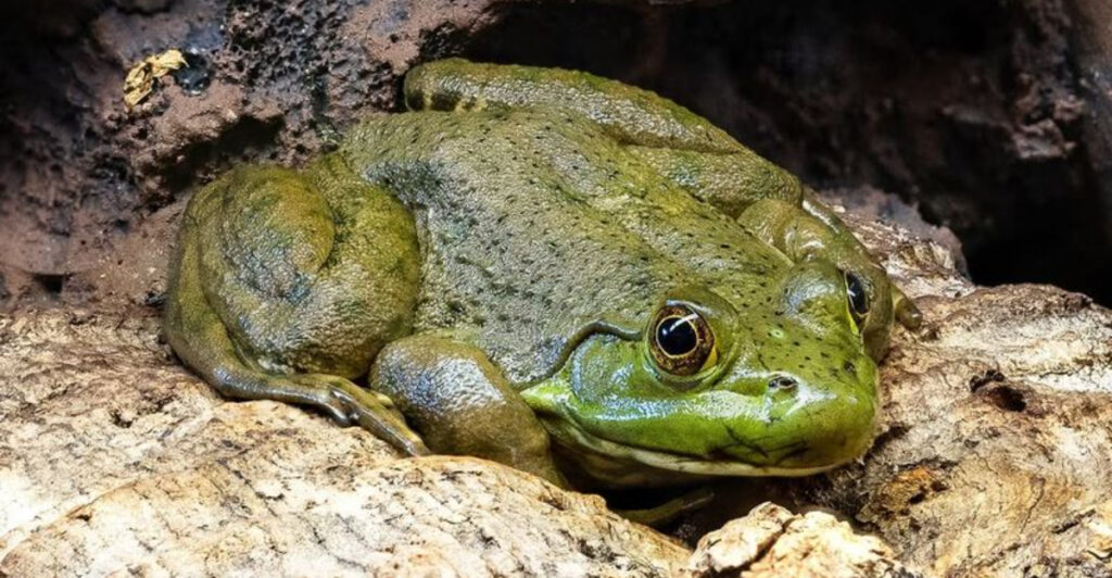 These Are The Biggest Frogs Ever Found In The U.S.