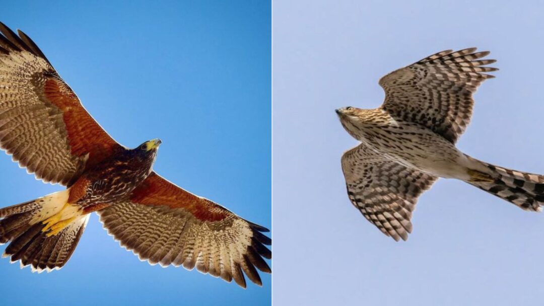 These Are The Biggest Hawks Ever Recorded In Each State