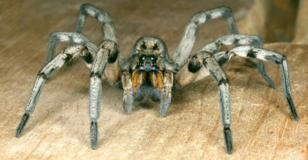 These Are The Biggest Spiders Ever Spotted In Each State