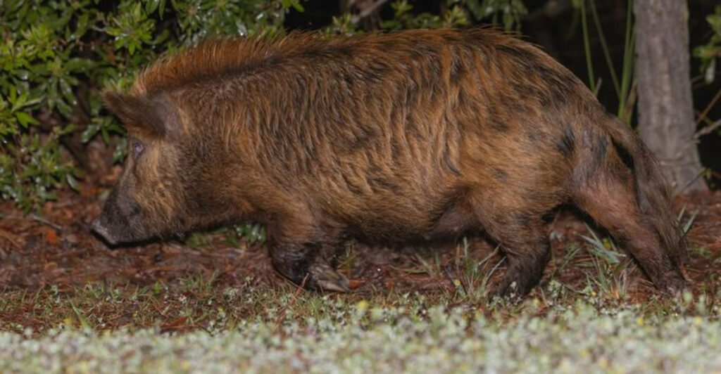 These Are The Biggest Wild Boars Ever Recorded In Each State - Animalko