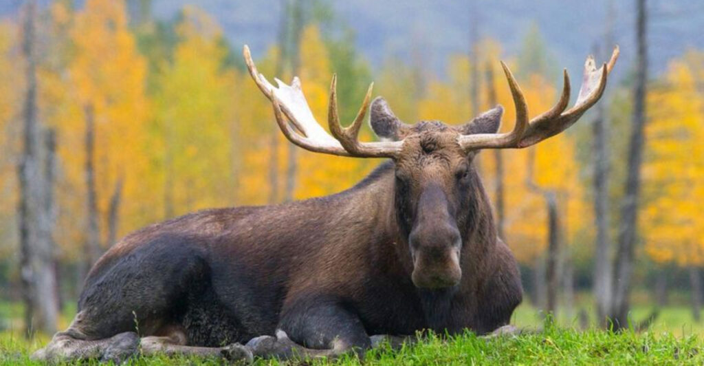 These Are The Largest Animals Ever Spotted In Each State