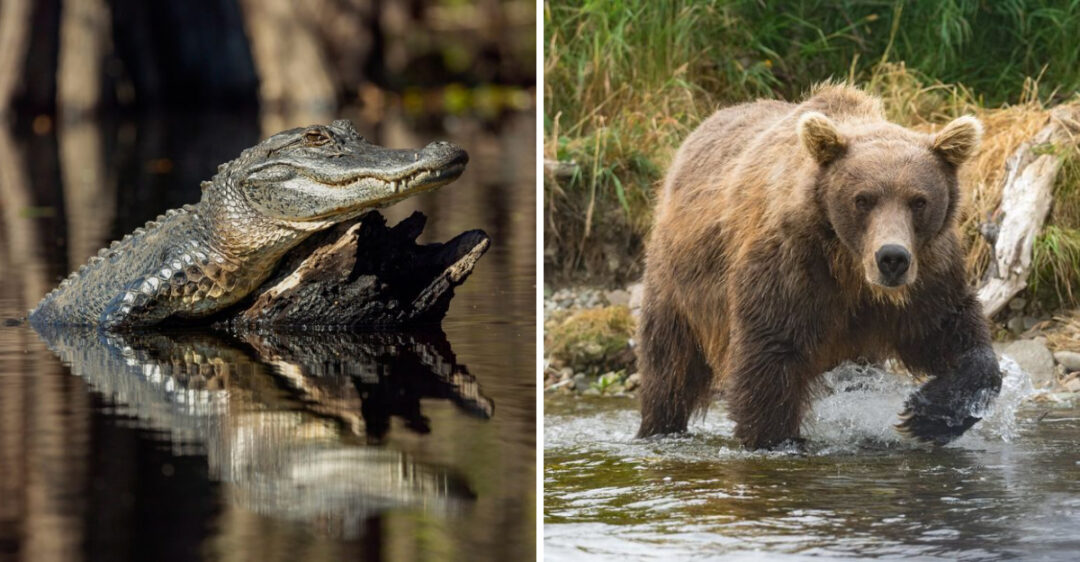 These Are The Most Dangerous Animals Ever Spotted In Every State
