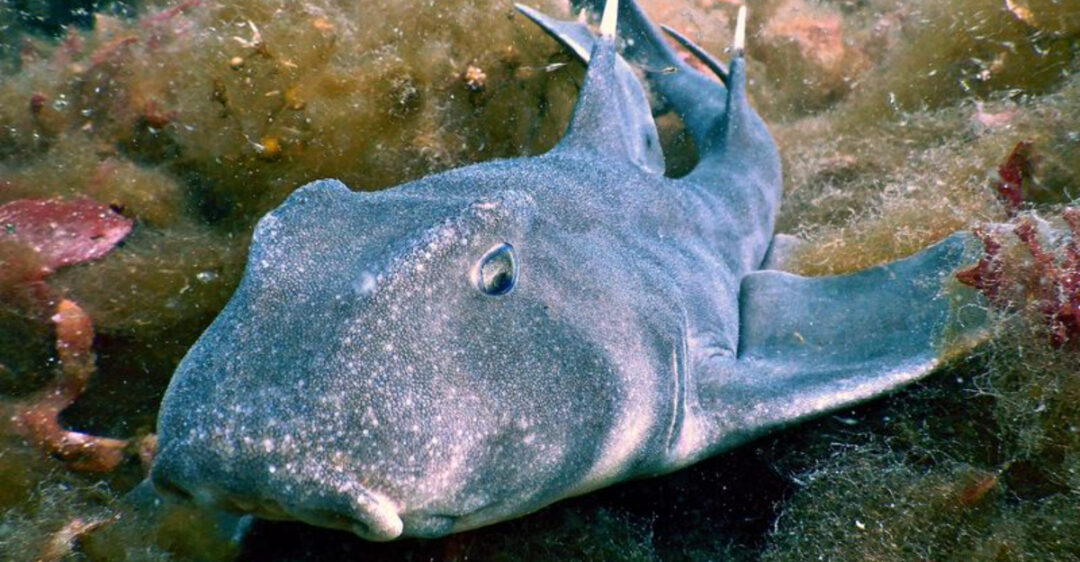 These Are The Sharks That Live In The Pacific Ocean