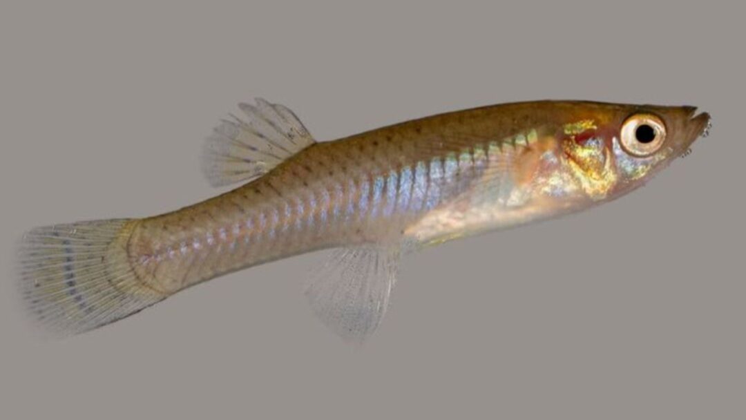 These Are The Smallest Fish Ever Spotted In The U.S.