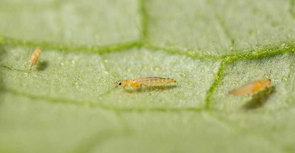 These Are The Smallest Insects Ever Spotted In The U.S.