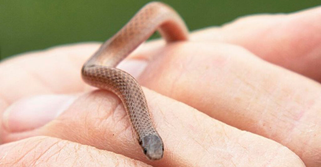 These Are The Smallest Snakes Ever Spotted In The U.S.