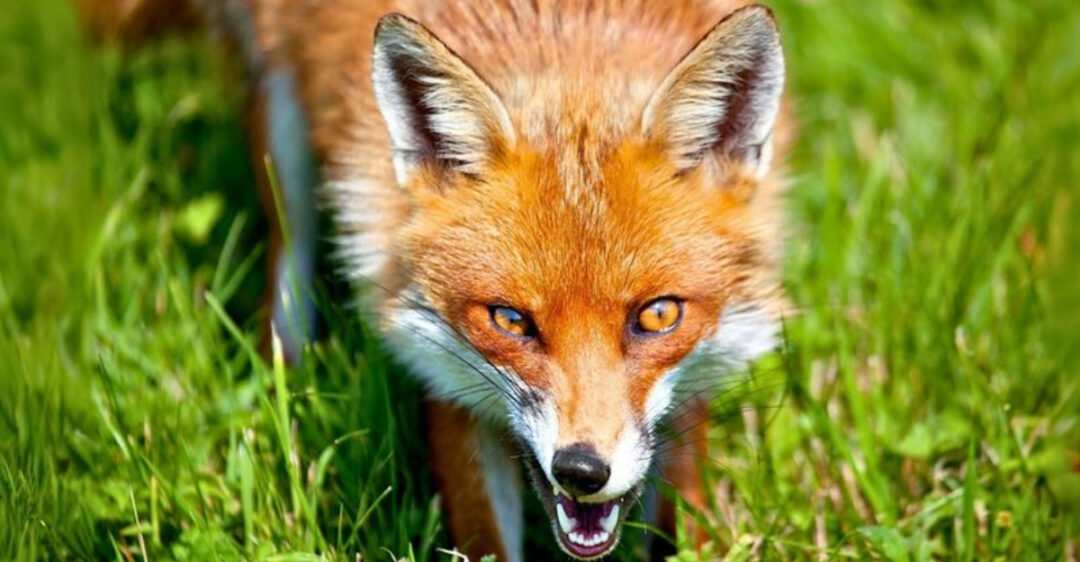 15 Wild Horse Herds That Still Roam Without Human Contact