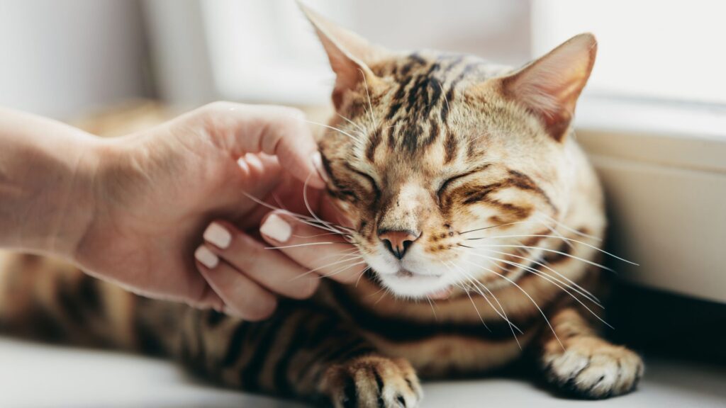 Thinking Of Getting A Cat? These Are 10 Best-behaved Breeds