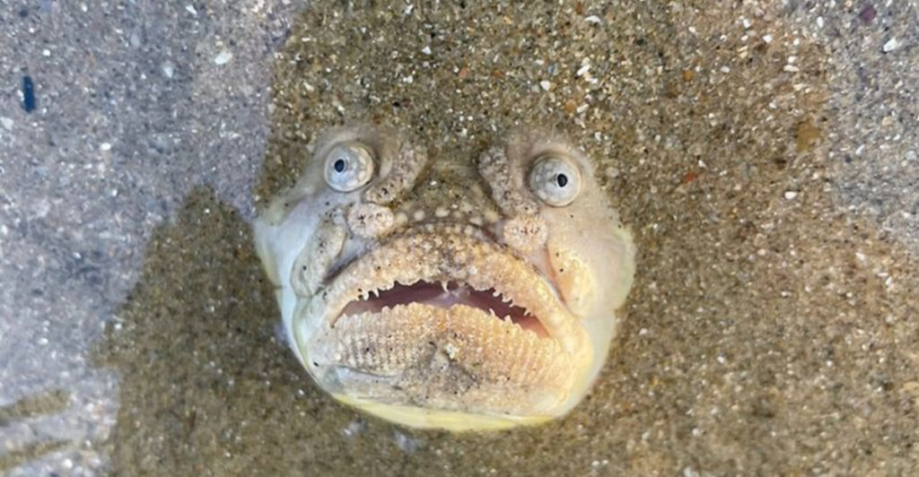 Top 10 Ugliest Fish In The World