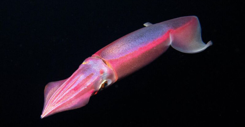 Top 11 Largest Squid Species In The World