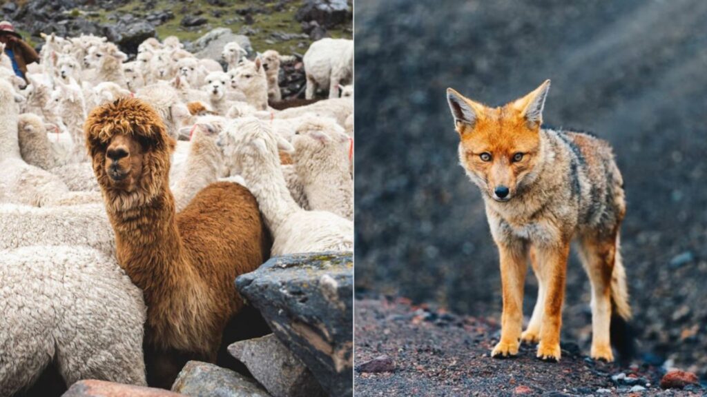 17 Ways Animals Can Sense Our Emotions That Will Surprise You