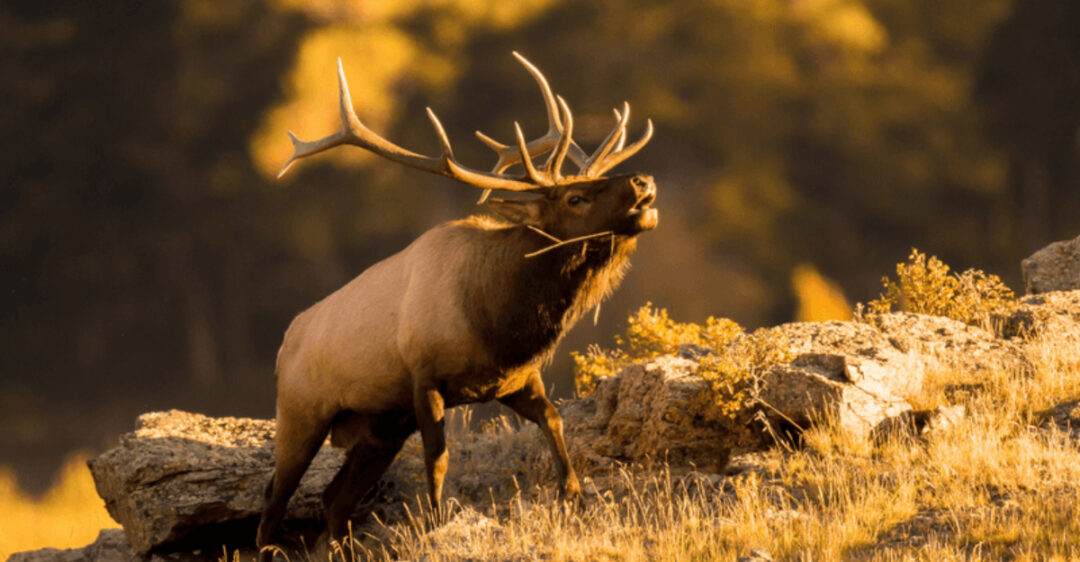 Top 16 Animals And Wildlife In Montana