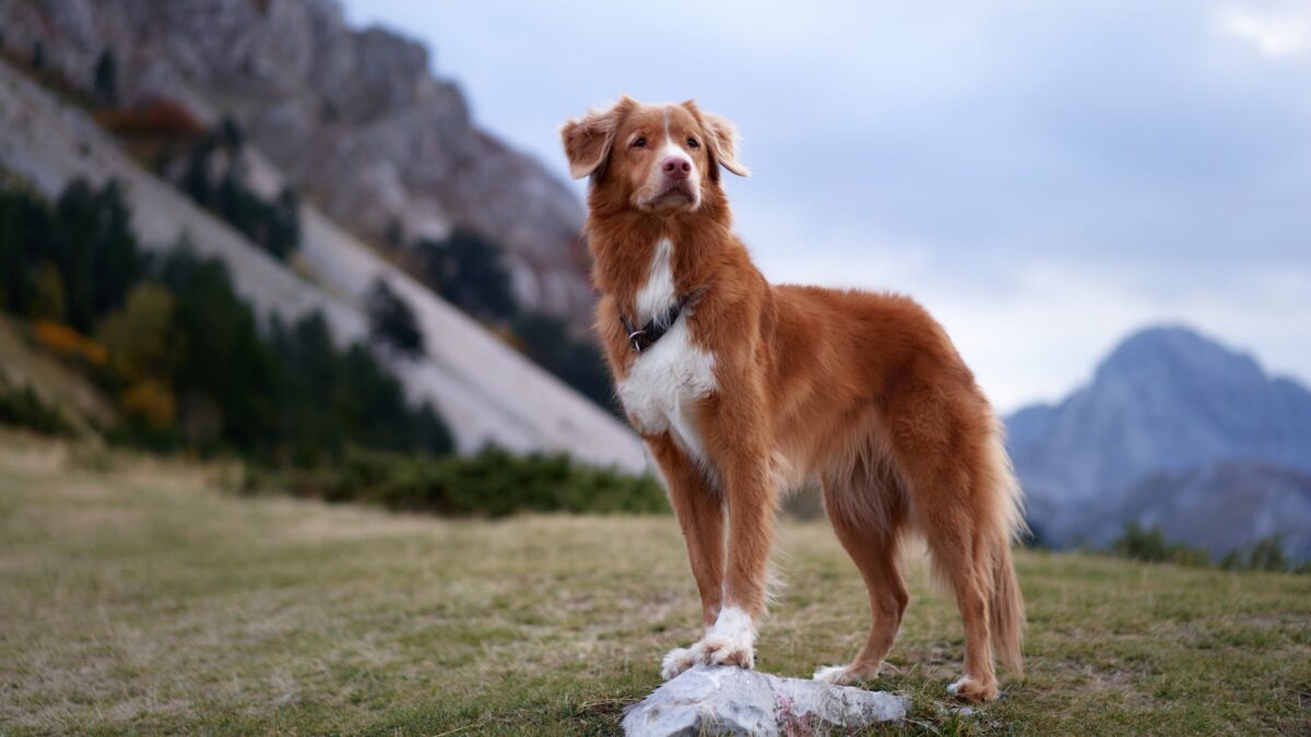 17 Best AKC Hunting Dog Breeds With Impeccable Character