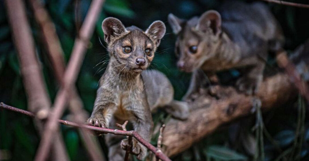 Top 20 Animals And Wildlife In Madagascar