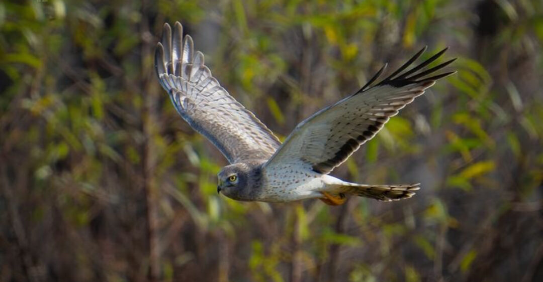 Types Of Hawks You Can Spot In New York