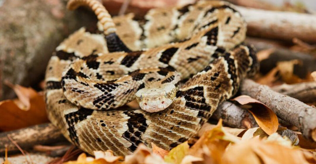 Watch Out For Vipers In These 13 States Across America