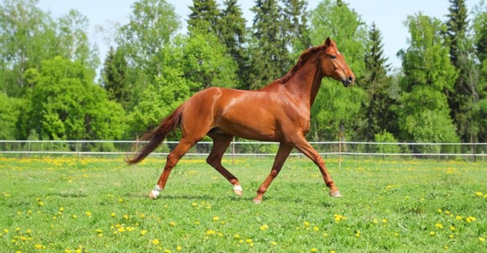 What Makes A Horse Gaited (And The Science Behind It)