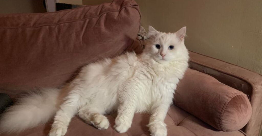 What Makes The Maine Coon Ragdoll Mix So Special? 16 Key Traits