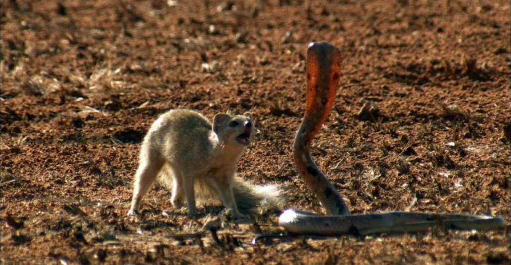 13 Of The Most Daring Animals In The World (And 4 That Are Surprisingly ...