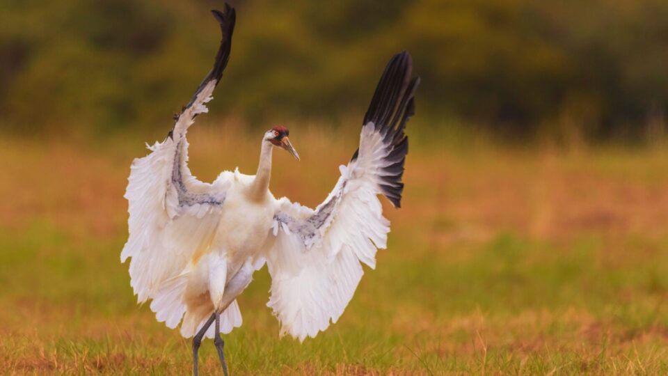 Why The Endangered Whooping Crane May Disappear Forever In 2025
