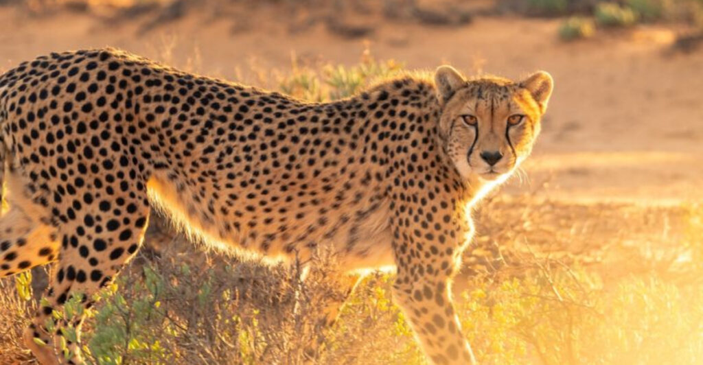 World Record: Fastest Land Animal Ever Recorded