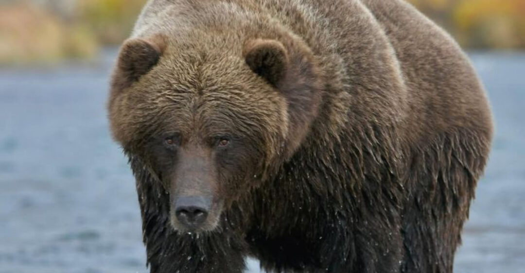 World Record: Largest Bear Ever Recorded In The U.S.