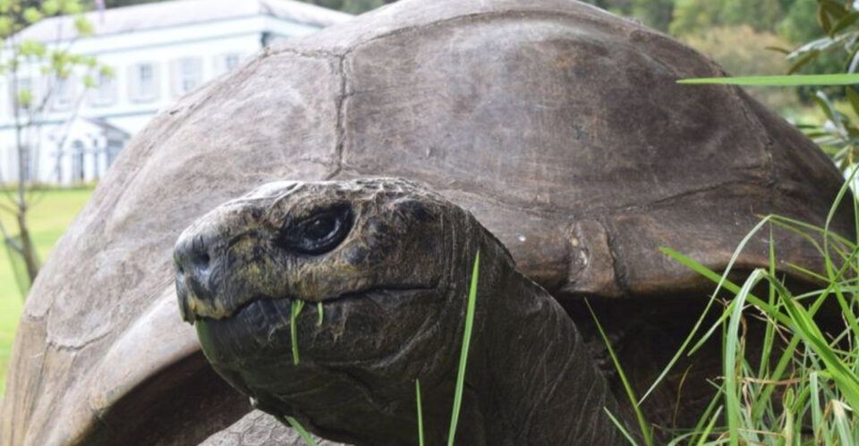 World Record: Meet Jonathan - The Oldest Living Animal
