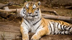 World Record Tiger: The Largest Tiger Ever Recorded