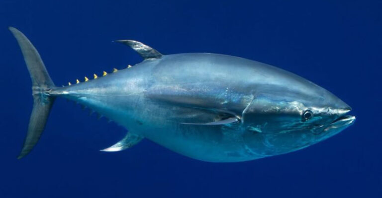World Record Tuna: The Largest Tuna Ever Caught - Animalko