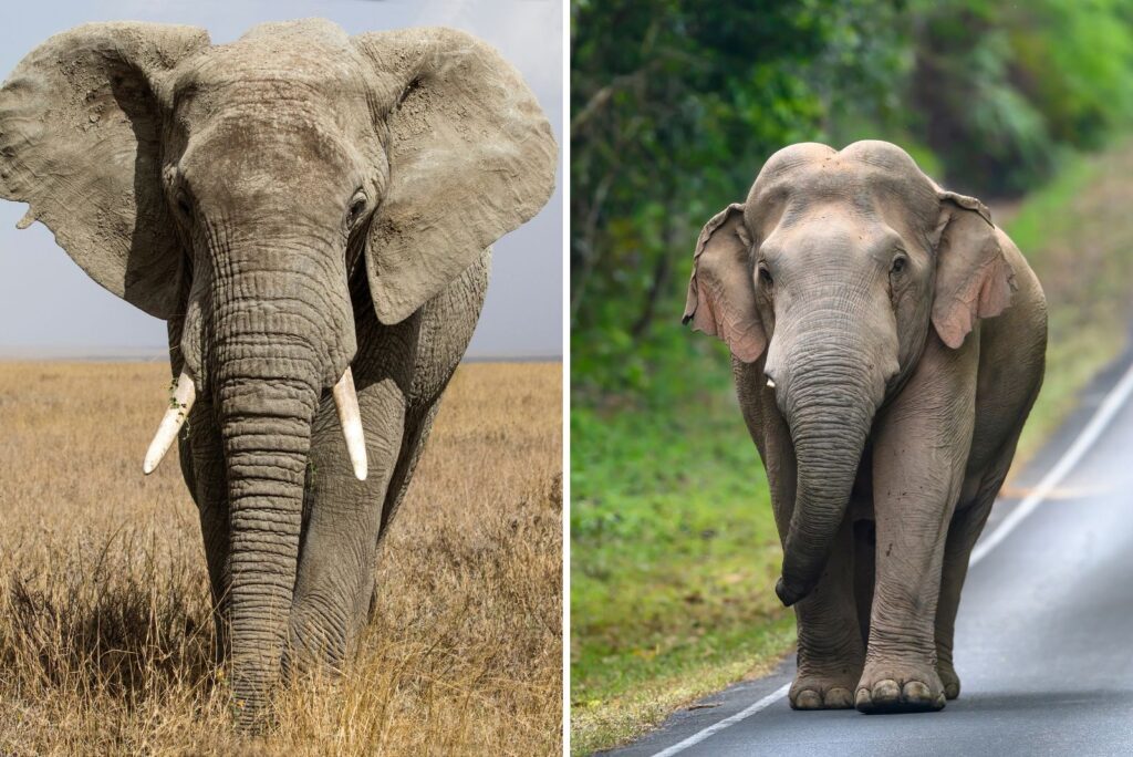 Size, Tusks, And Ears: How African And Asian Elephants Differ - Animalko