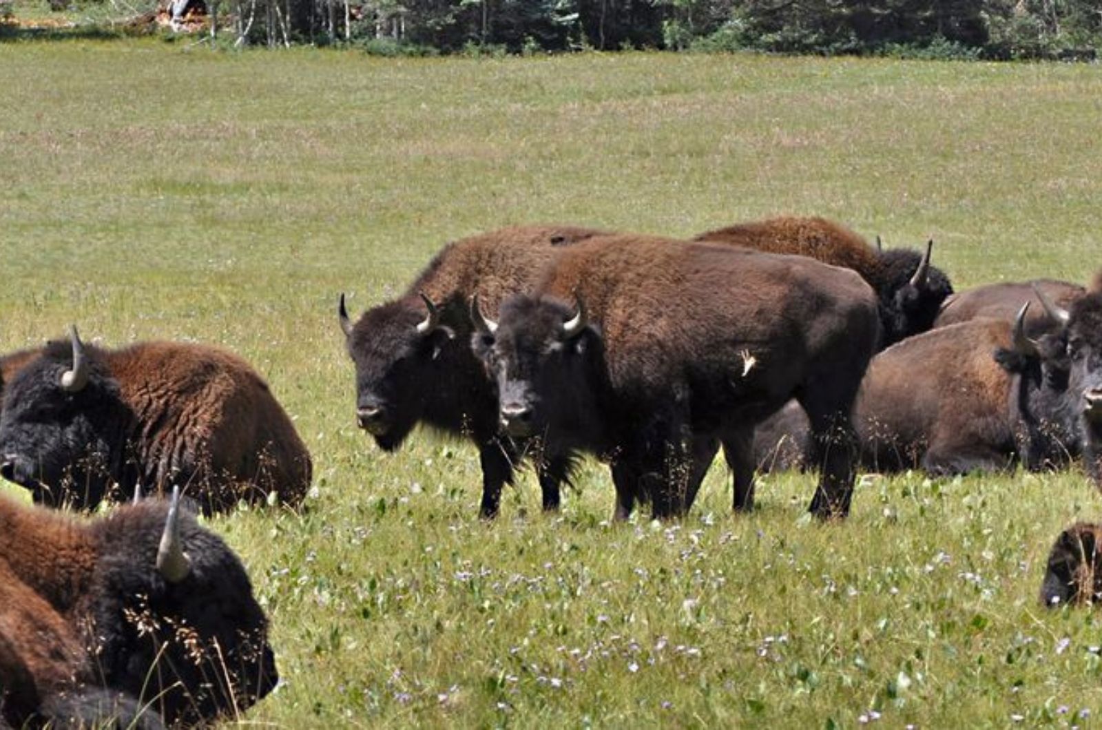 These Are The Largest Bison Ever Recorded In Each State