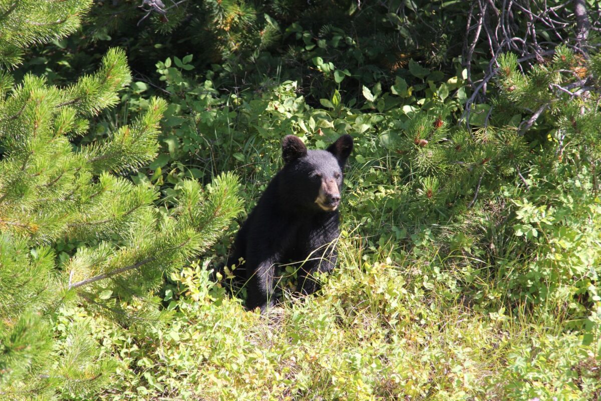 21 Surprising Animals That Hibernate The Longest