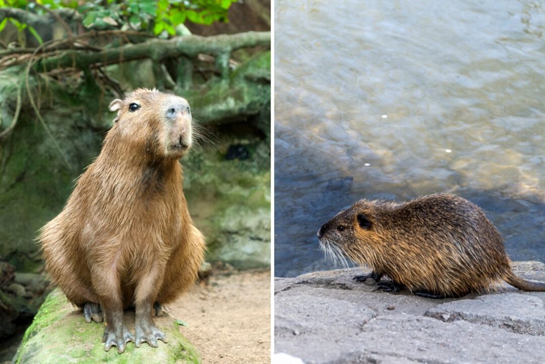 Capybara Vs Nutria: 10 Key Differences