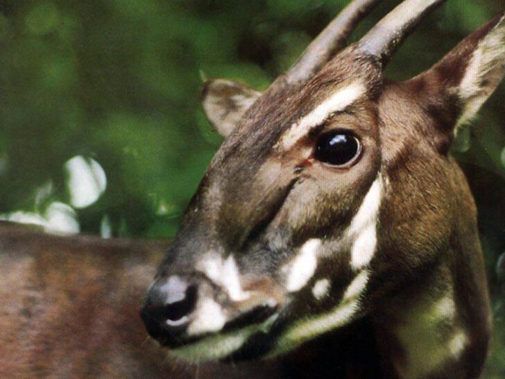 16 Surprising Facts About The Endangered Saola, The 'Asian Unicorn'