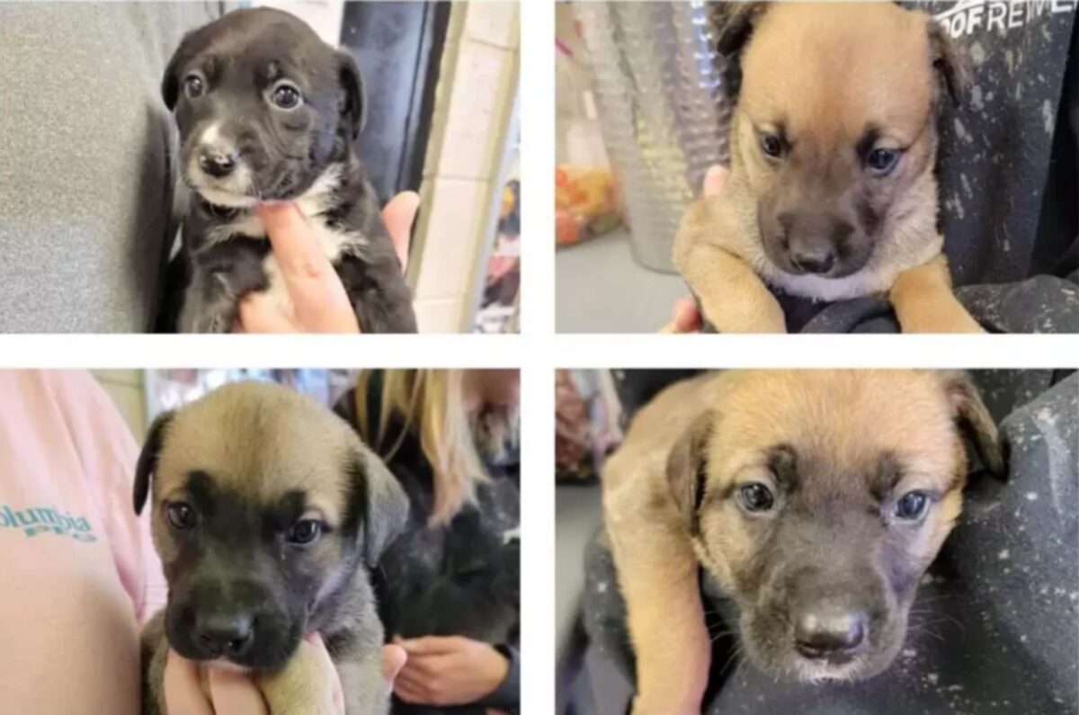 11 Puppies Found Trapped In A Plastic Container In Alabama With No Way Out