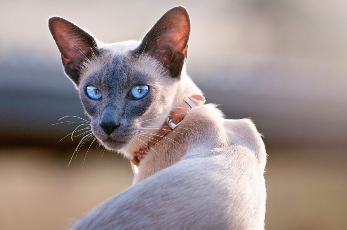 15 Different Types Of Siamese Cats You Probably Didn’t Know
