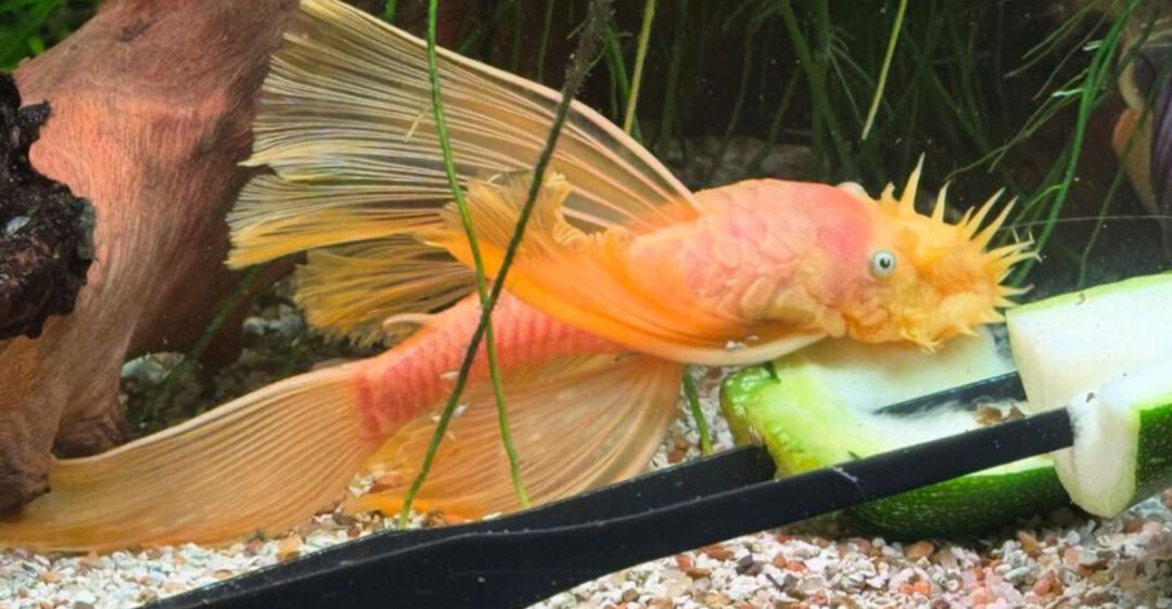 10 Coldwater Fish That Don’t Require Heaters