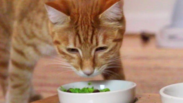 17 Healthy Foods To Improve Your Cat's Diet