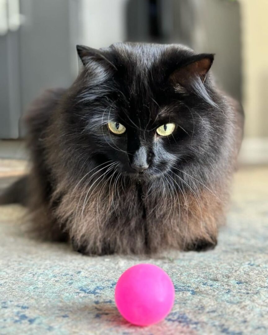 13 Fun And Easy DIY Toys Your Cat Will Adore