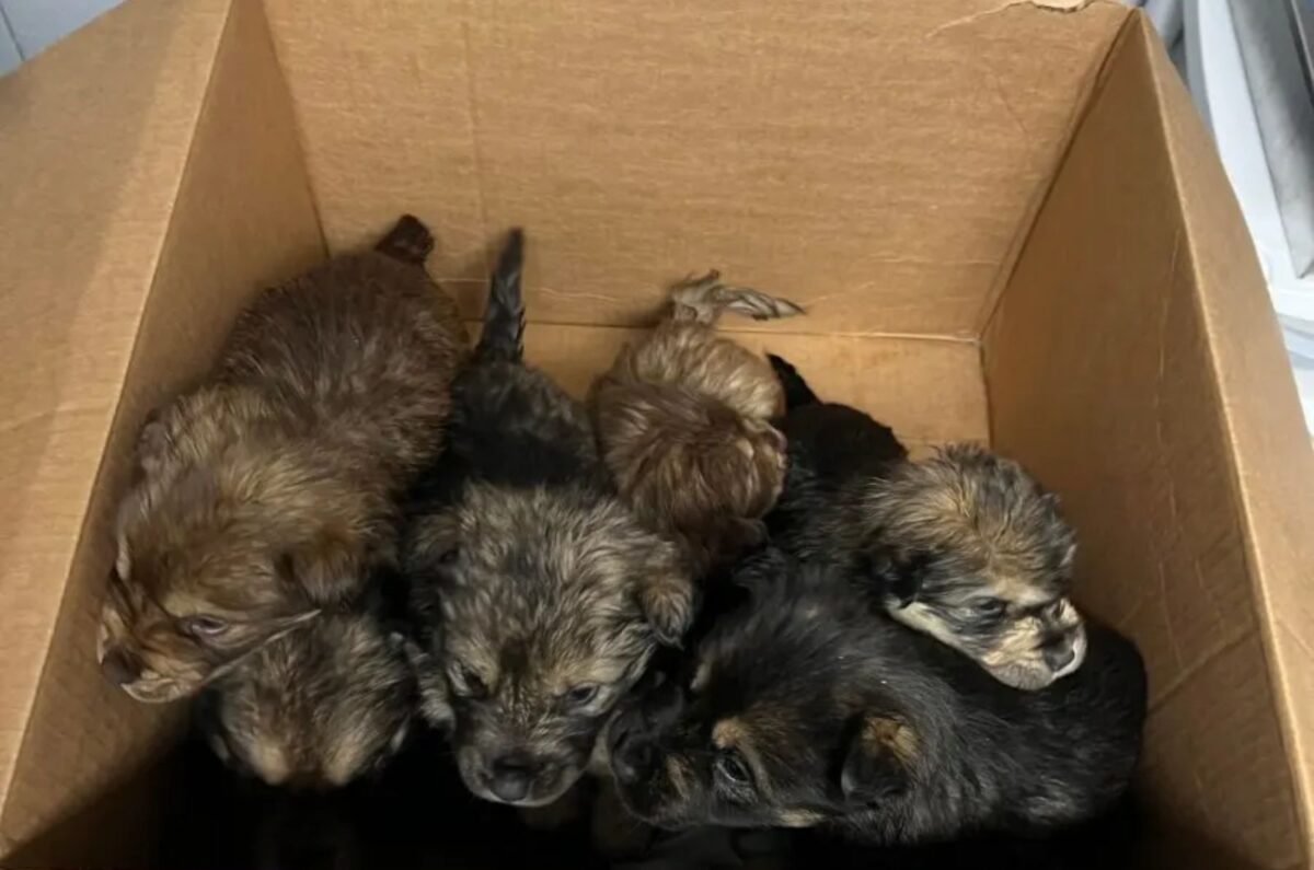 Puppies Found Shivering In A Box After Being Abandoned In The Middle Of ...