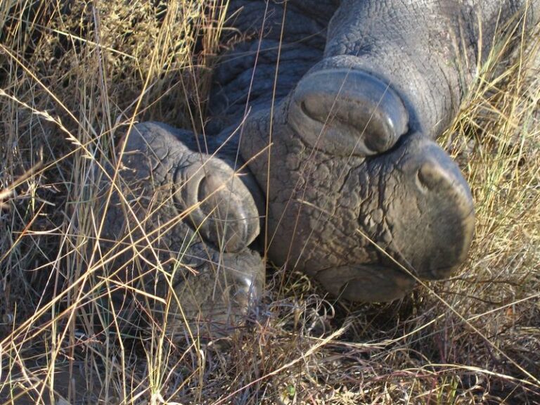 13 Little-Known Facts About Rhinos